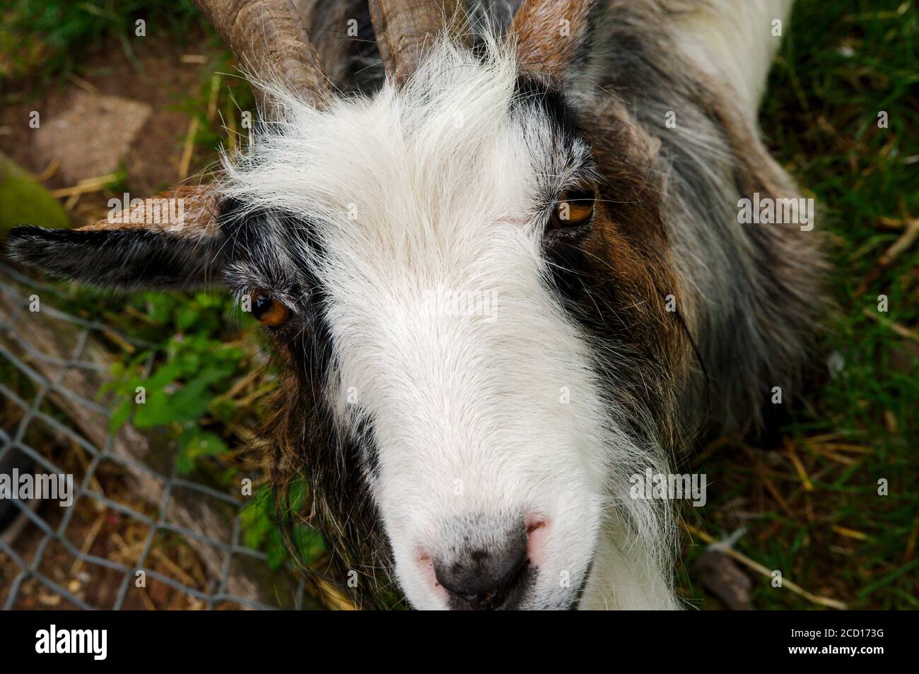 Pypmy male goat hi-res stock photography and images - Alamy