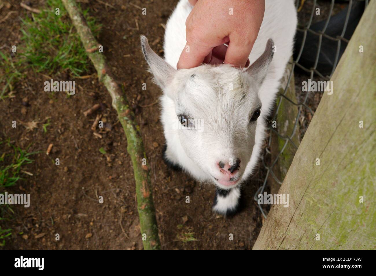 Baby face pypmy goat hi-res stock photography and images - Alamy
