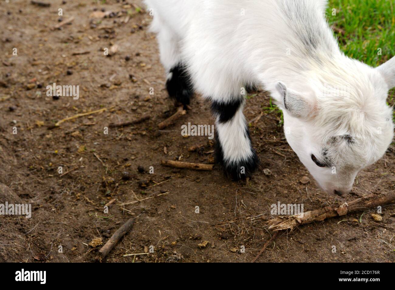 Baby face white pypmy goat hi-res stock photography and images - Alamy