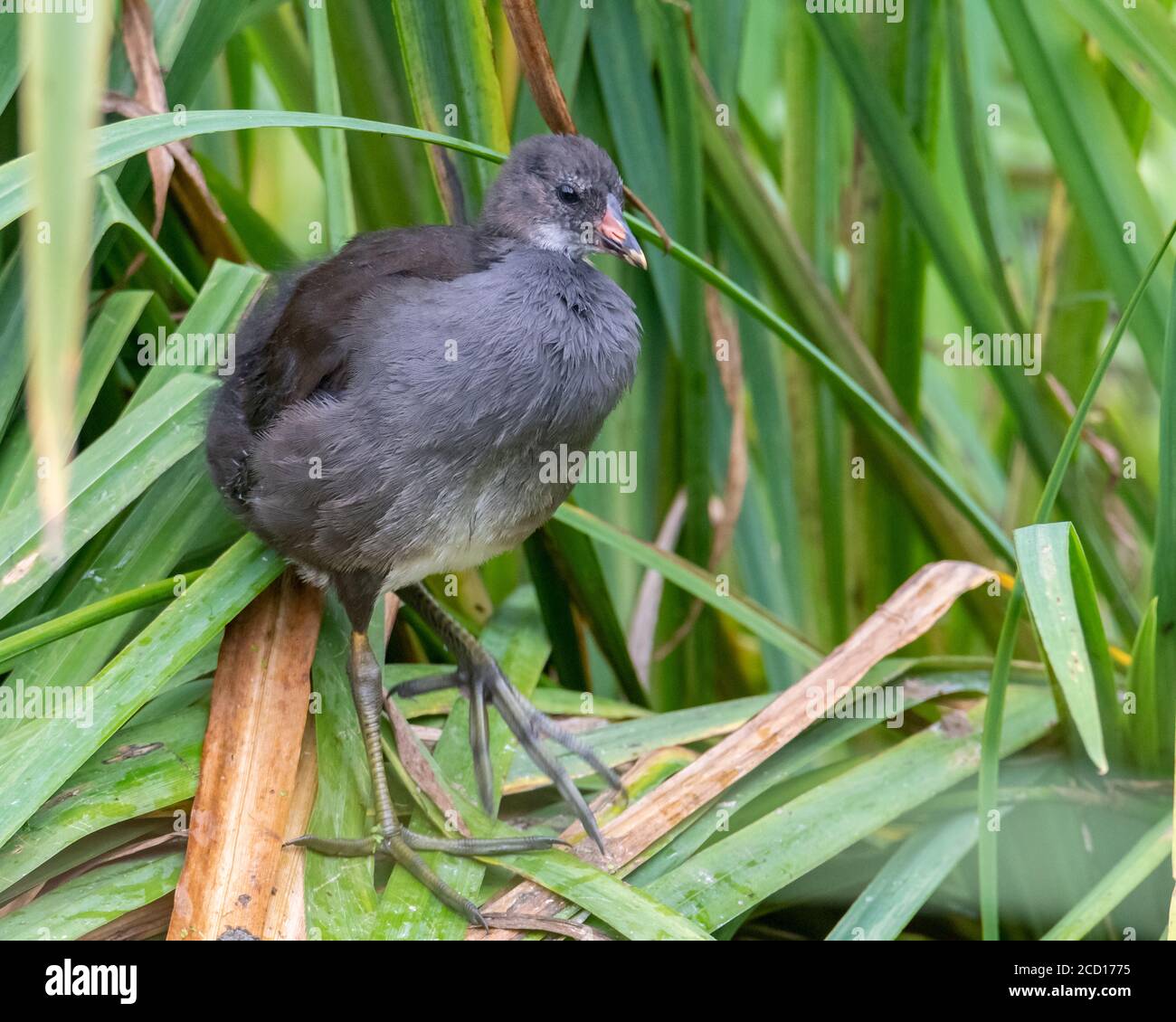 A Moorhen chick takes shelter on long broken grasses Stock Photo - Alamy