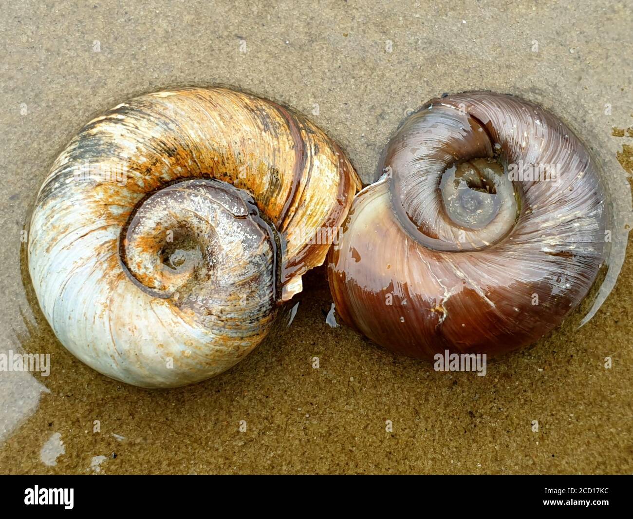 Two river round snail shells on river sand Stock Photo - Alamy