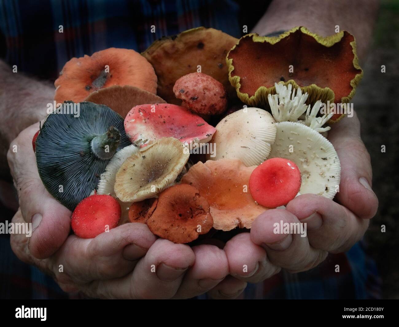 Collection of fungi hi-res stock photography and images - Alamy