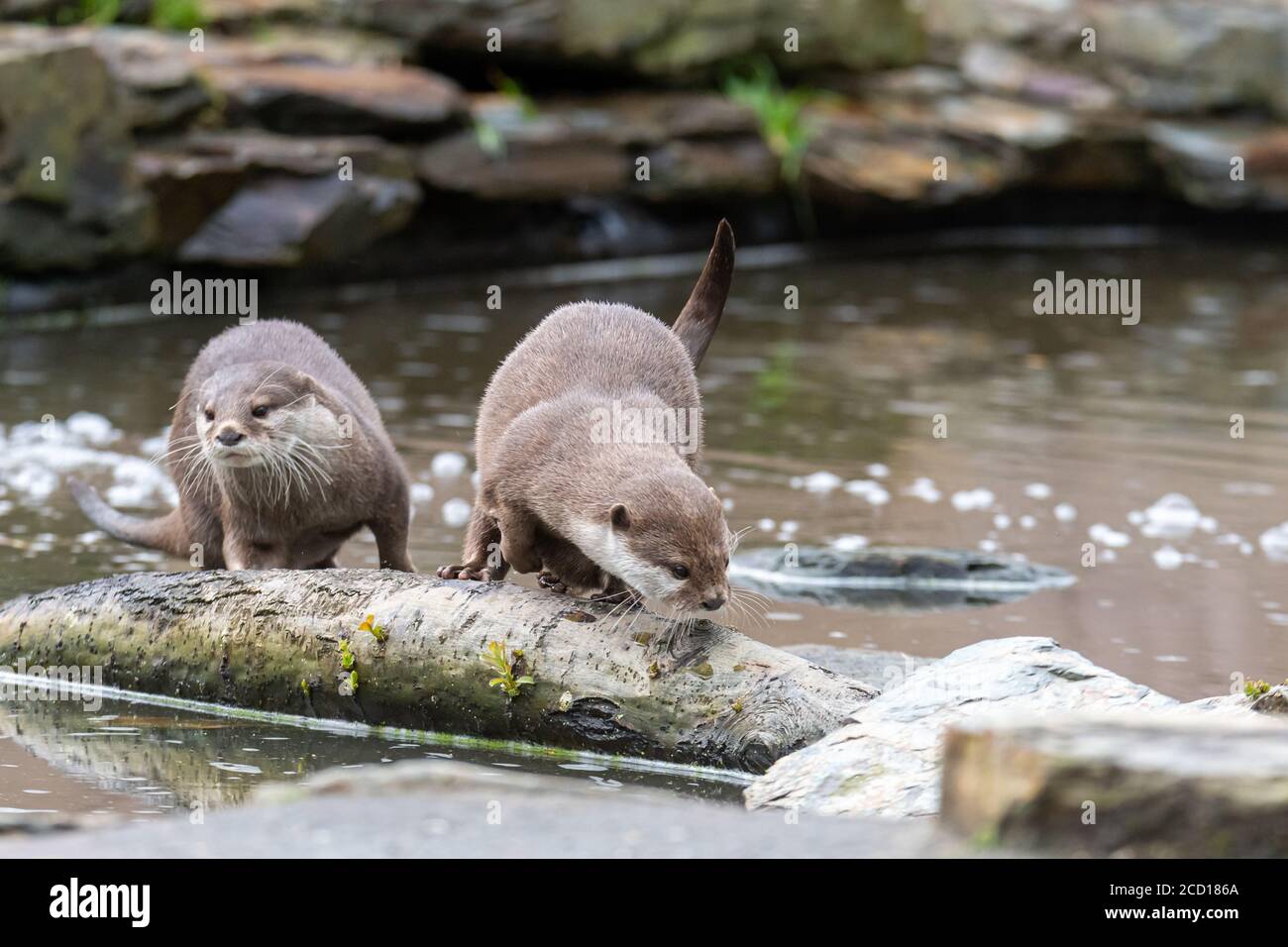 Otters bathing hi-res stock photography and images - Alamy