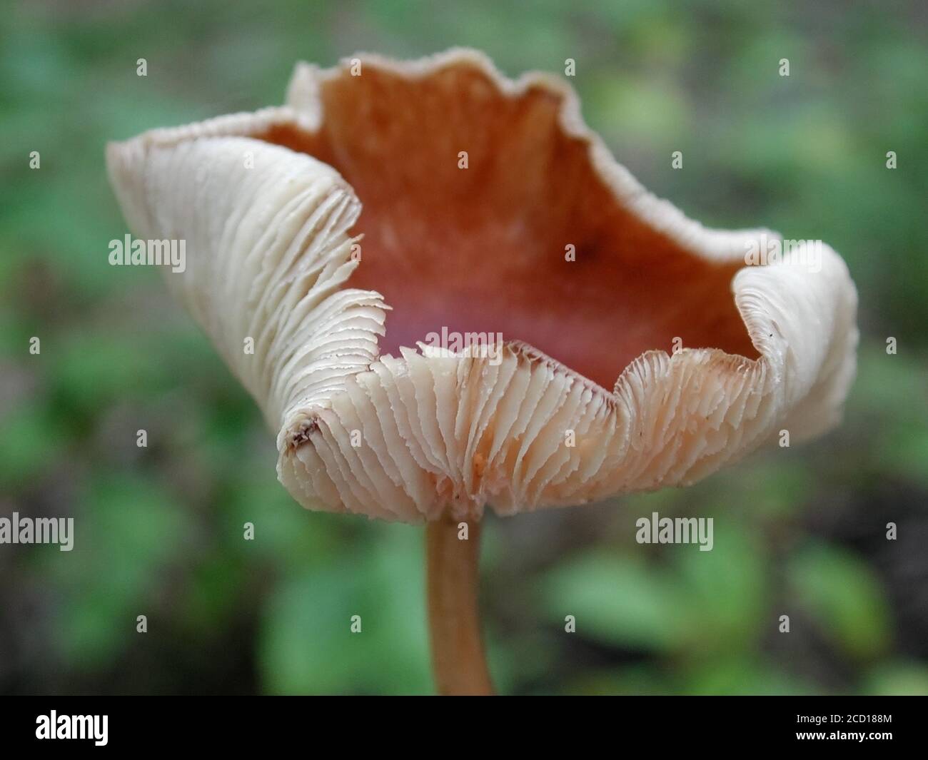 Mushrooms are a form of fungi found in natural settings around the ...