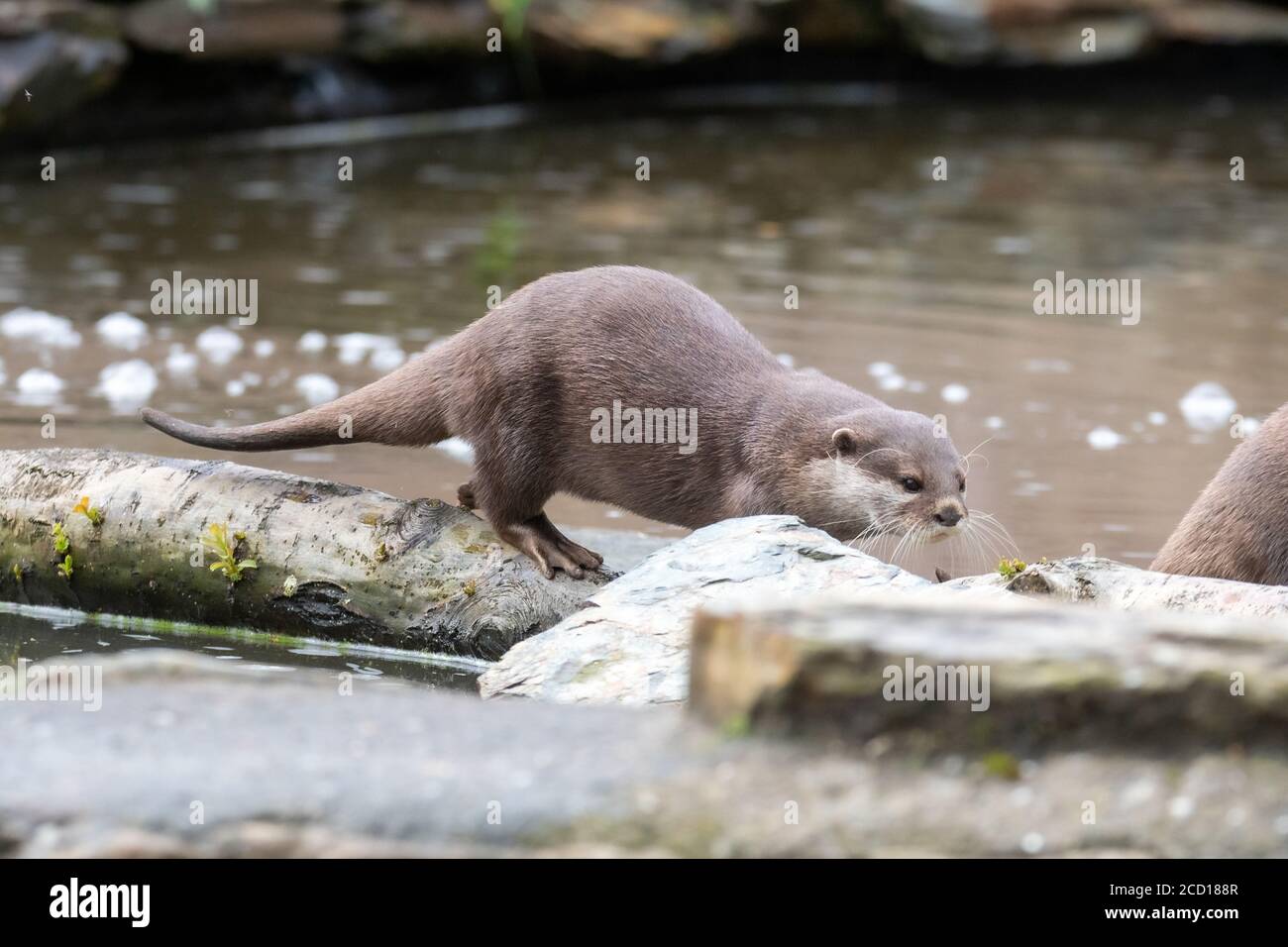 A solitary otter runs across a log floating on a body of water Stock ...