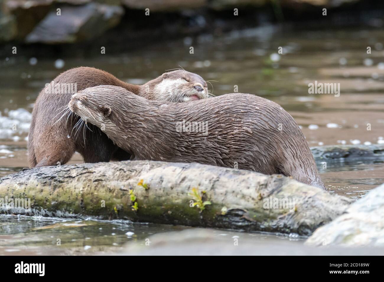 Otters bathing hi-res stock photography and images - Alamy