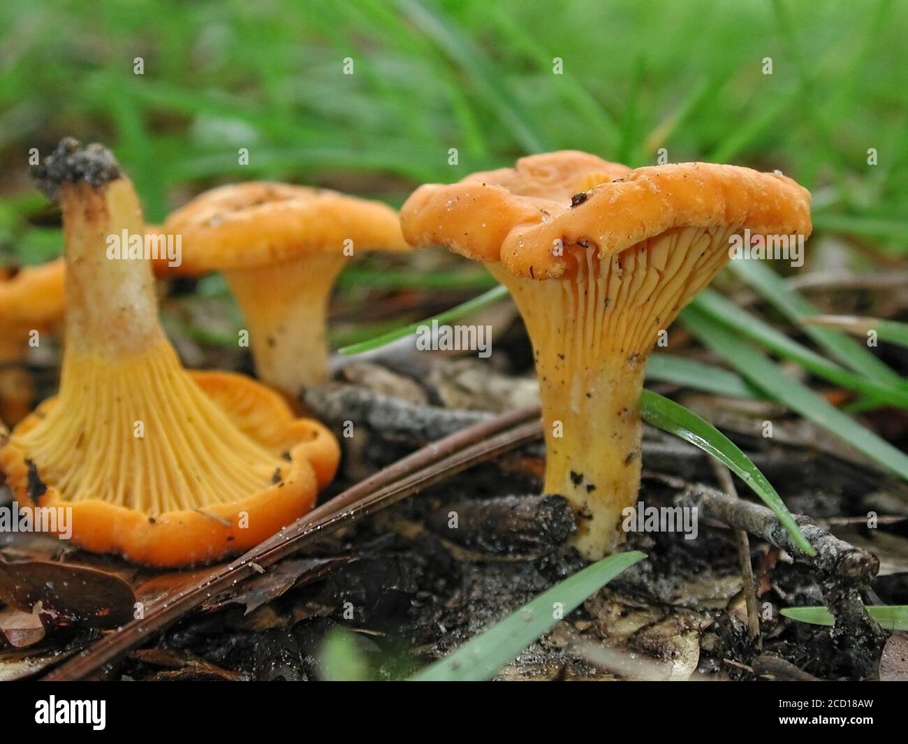 Mushrooms are a form of fungi found in natural settings around the ...