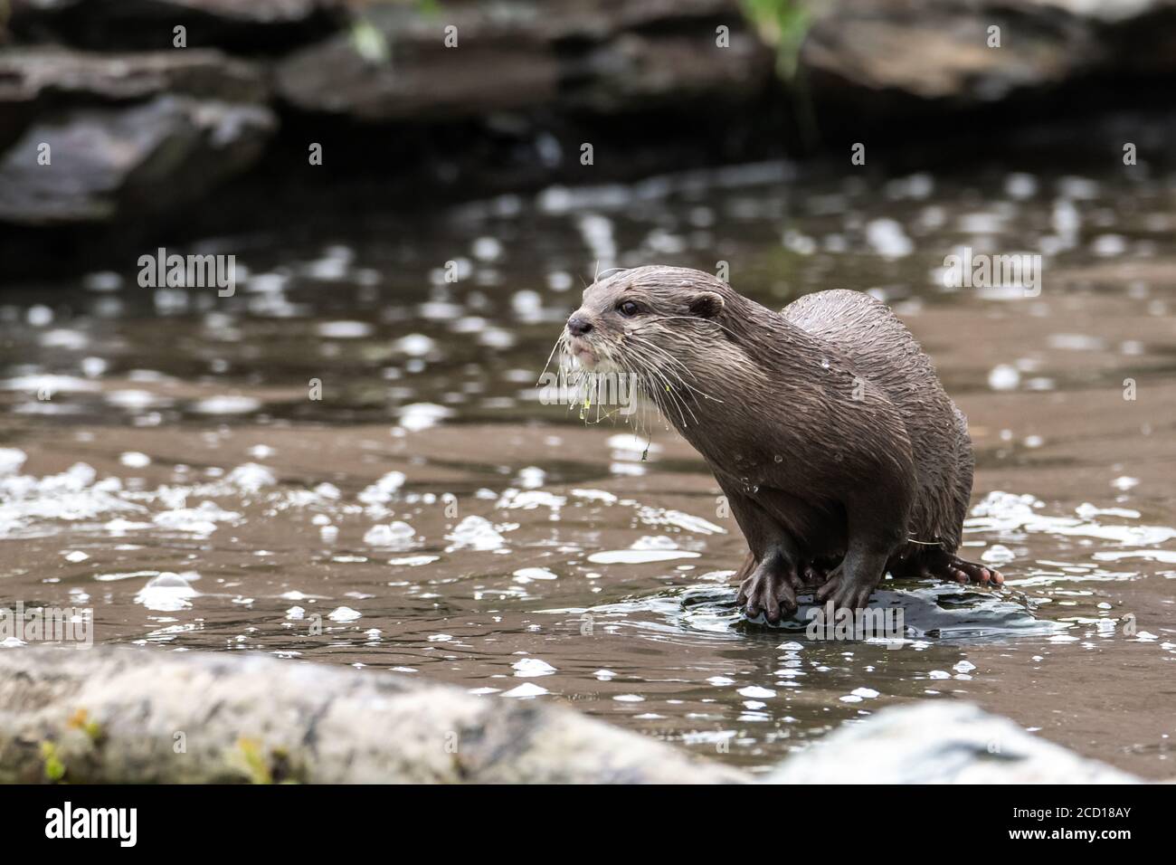 A solitary otter stands alone on a rock in a pool of water Stock Photo ...
