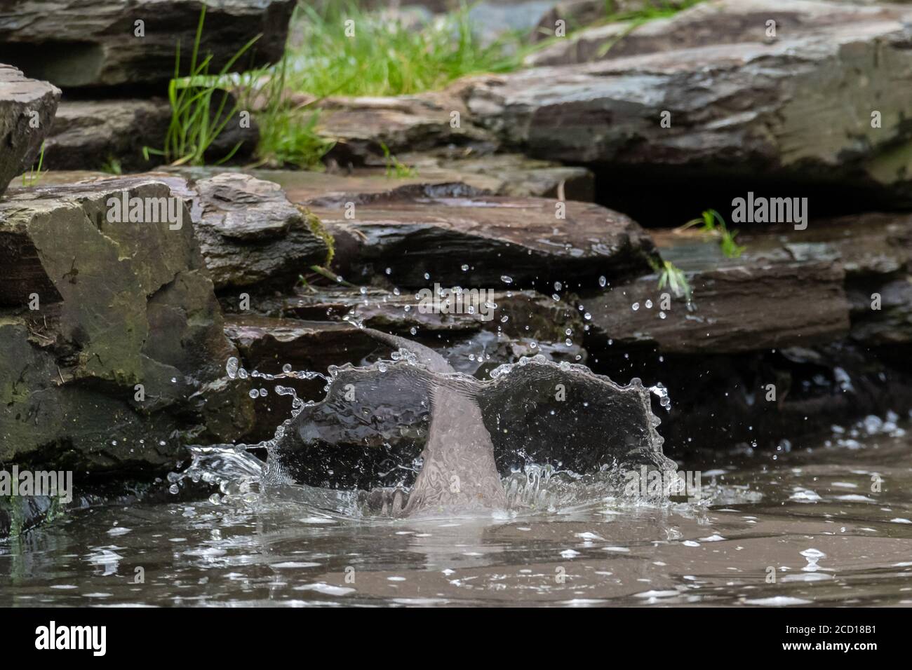 Otter Tail High Resolution Stock Photography and Images - Alamy