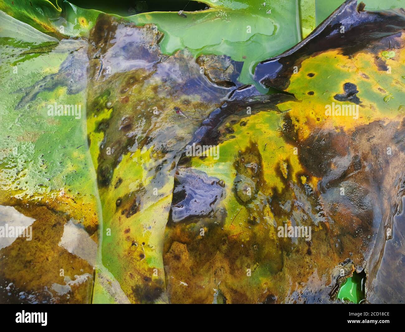 Abstract natural green art background: river lily leaves withering in ...