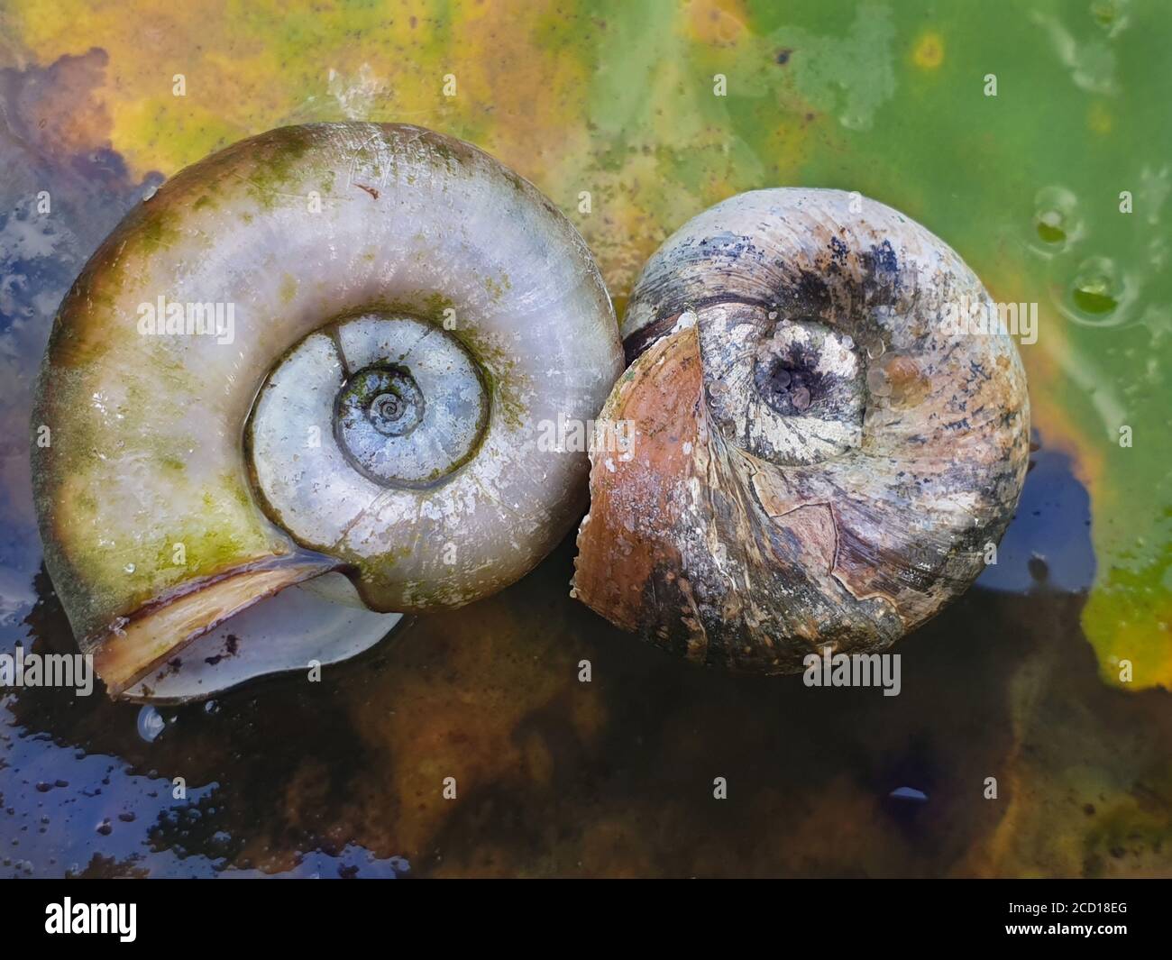 Golden snail in water hi-res stock photography and images - Alamy