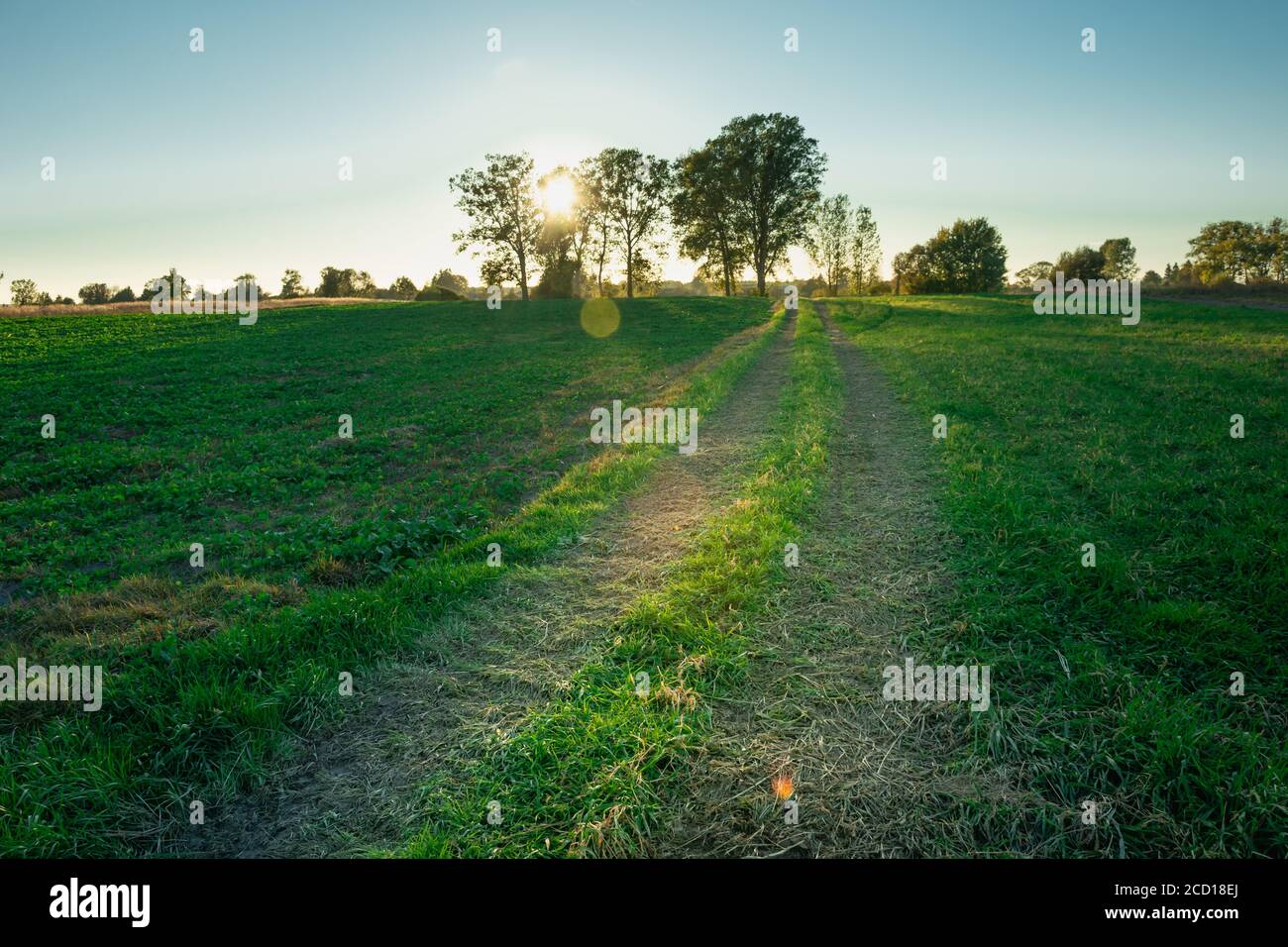 Sun behind the trees and dirt country road through green fields Stock ...