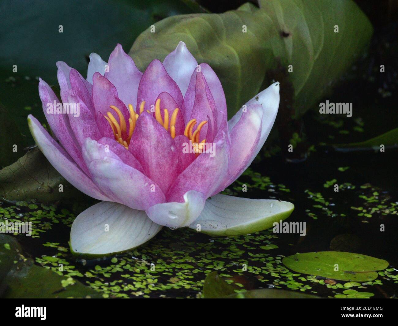 Pink river lotus flower on dark water Stock Photo - Alamy