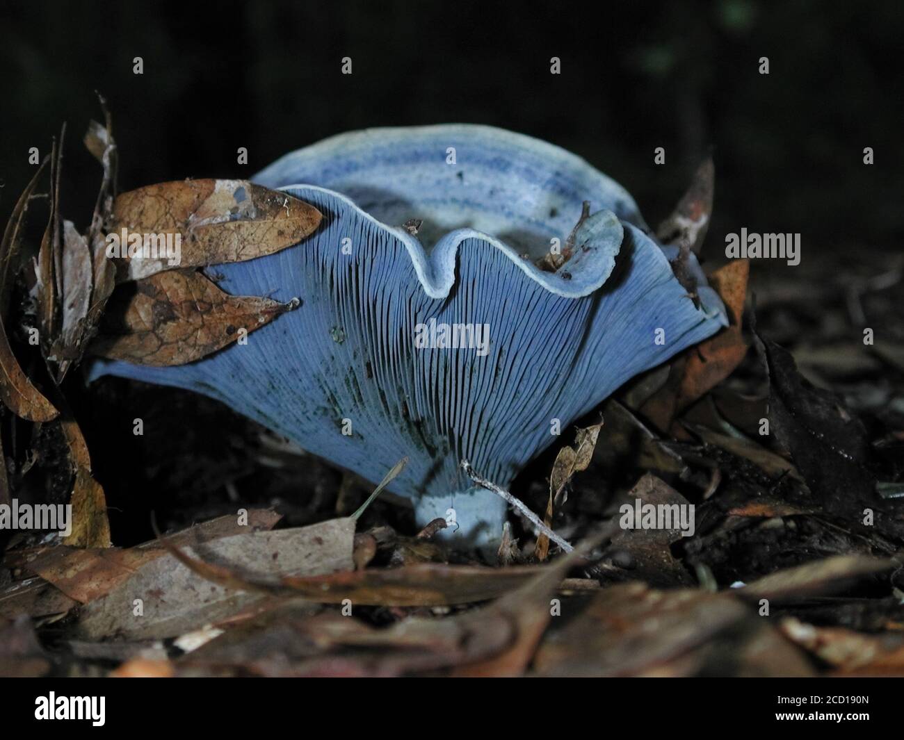 Blue fungi hi-res stock photography and images - Alamy