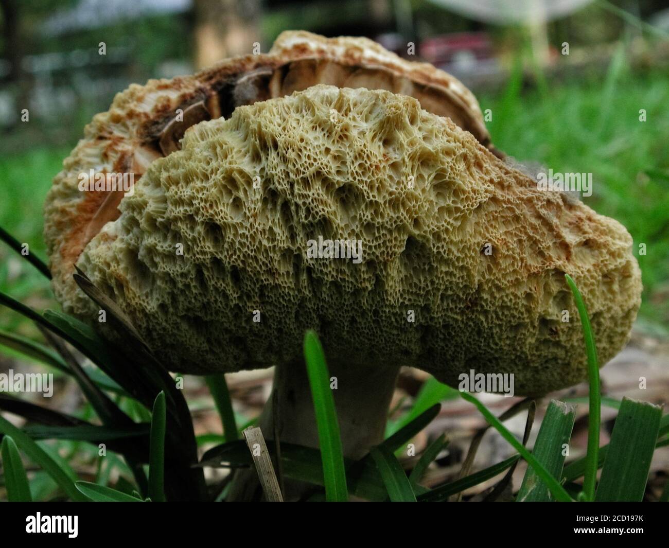 Mushrooms are a form of fungi found in natural settings around the ...