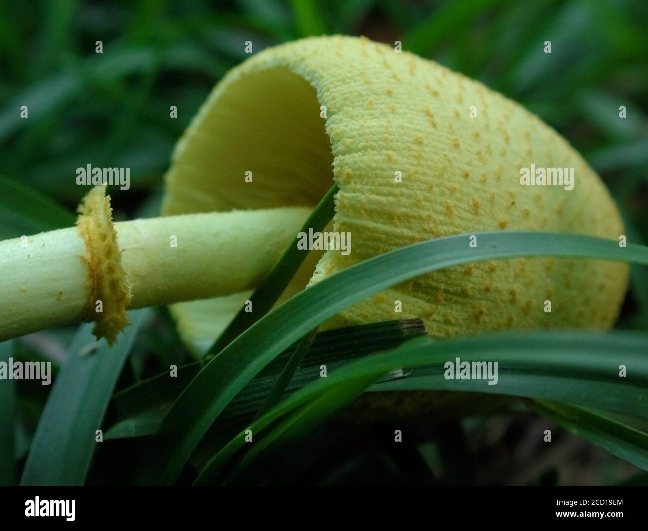 Mushrooms are a form of fungi found in natural settings around the ...