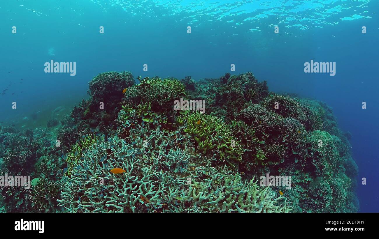 The underwater world of coral reef with fishes at diving. Coral garden ...