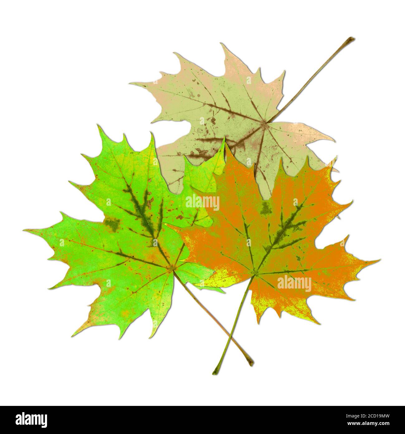 Maple tree three colors hi-res stock photography and images - Alamy