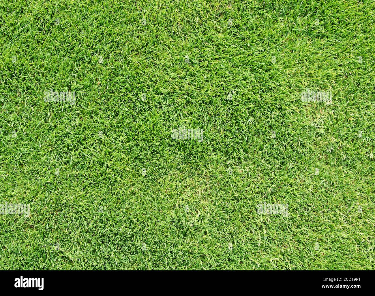 Green grass cut short Stock Photo - Alamy