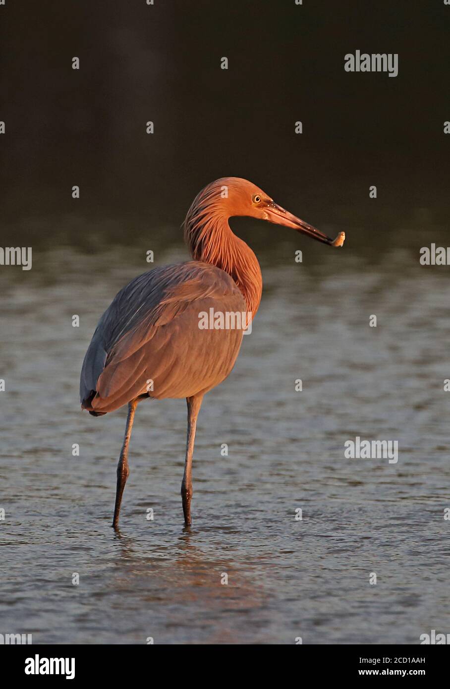Reddish Egret (Egretta rufescens rufescens) adult standing in coastal ...