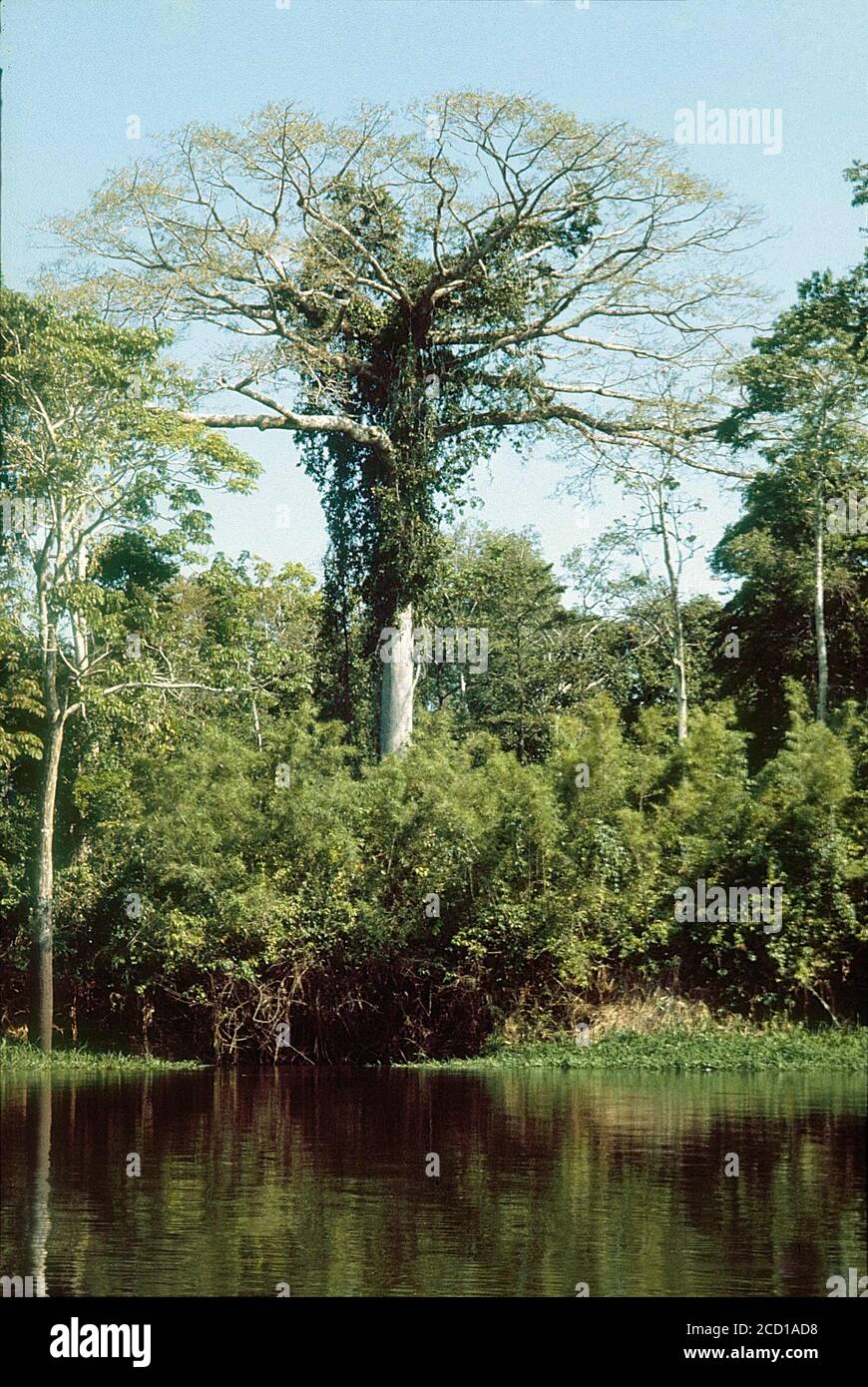 Sumauma tree hi-res stock photography and images - Alamy