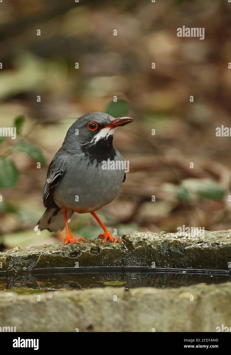 Red-legged Thrush (Turdus plumbeus rubripes) adult drinking Cayo Coco ...