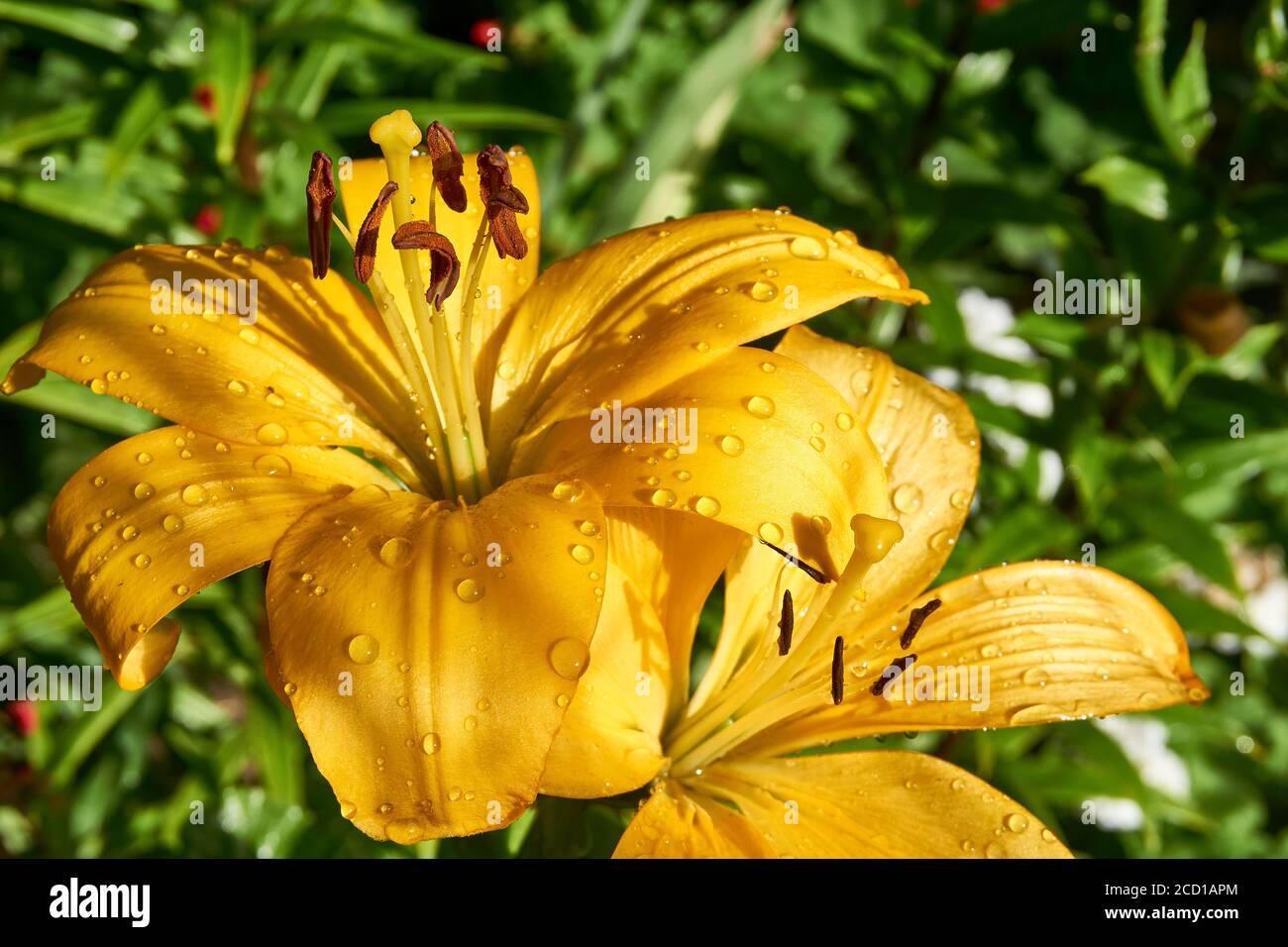Beautiful lily hi-res stock photography and images - Alamy