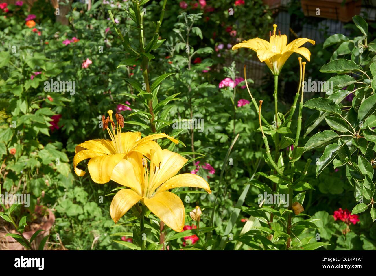 Beautiful lily garden hi-res stock photography and images - Alamy