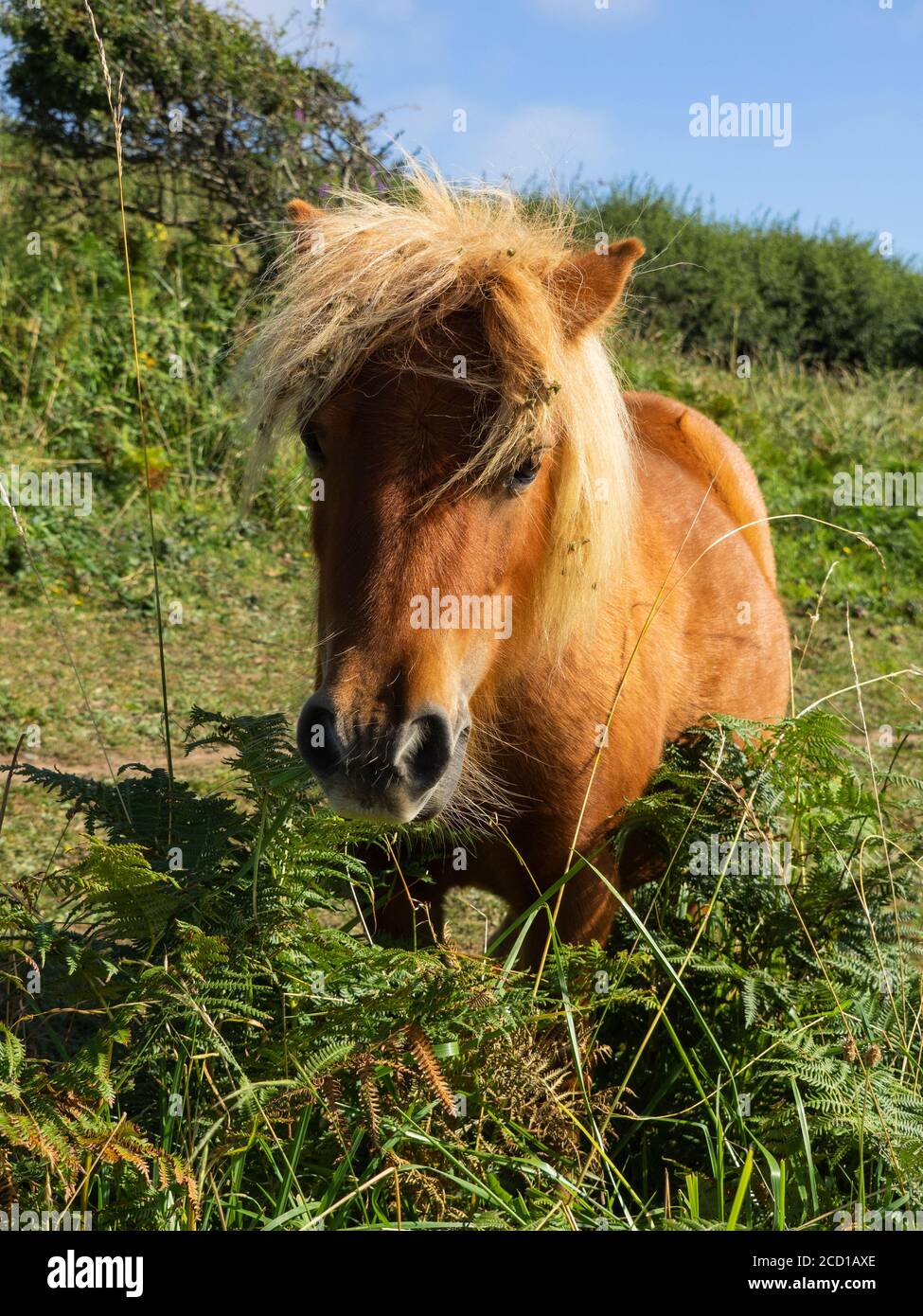 Shetland pony grazing along the south west coast path at Treluggan ...