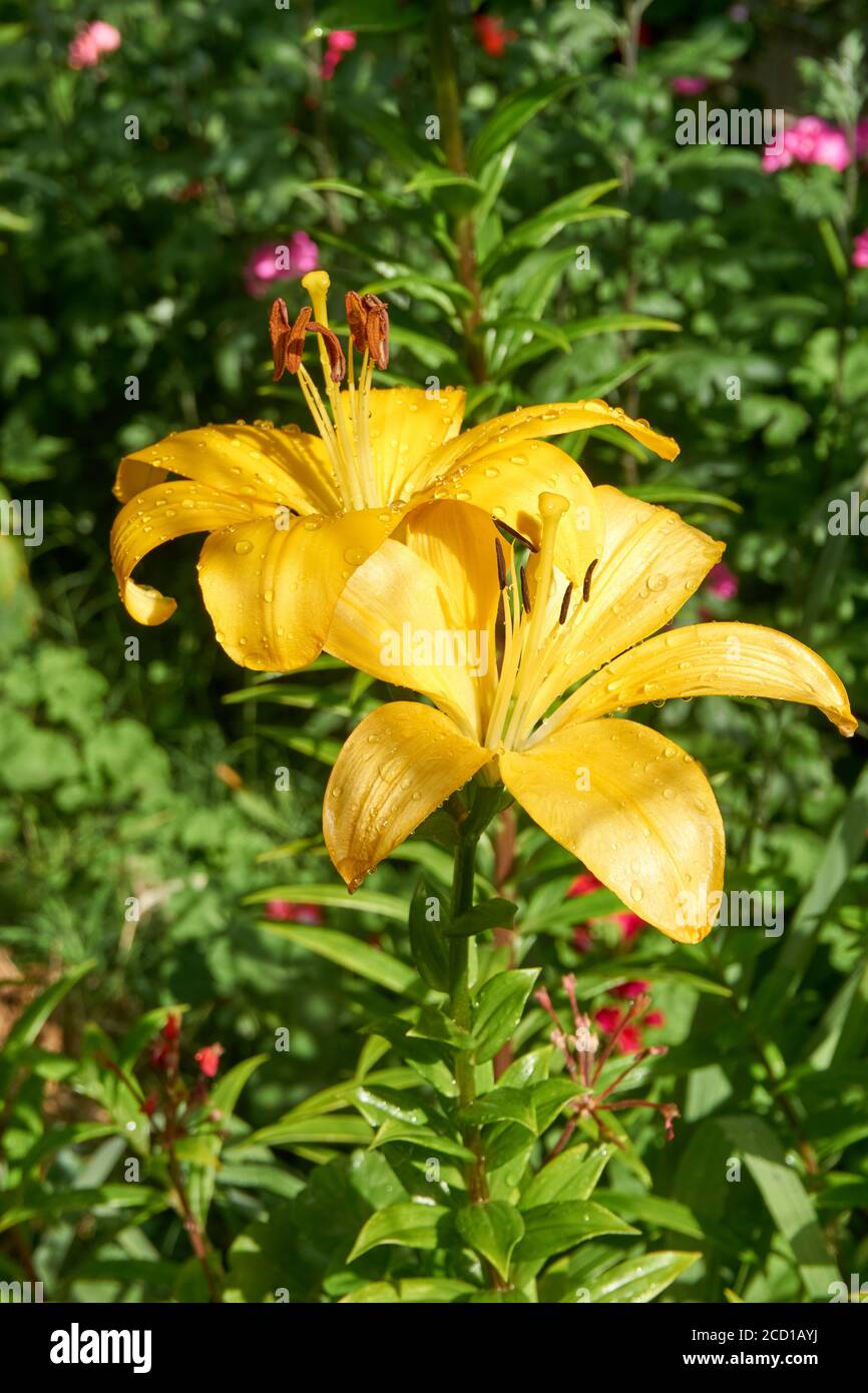 Beautiful lily hi-res stock photography and images - Alamy
