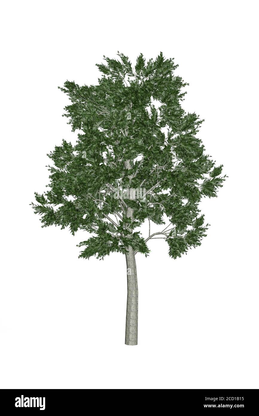 Ash tree isolated on white background - 3d render Stock Photo - Alamy