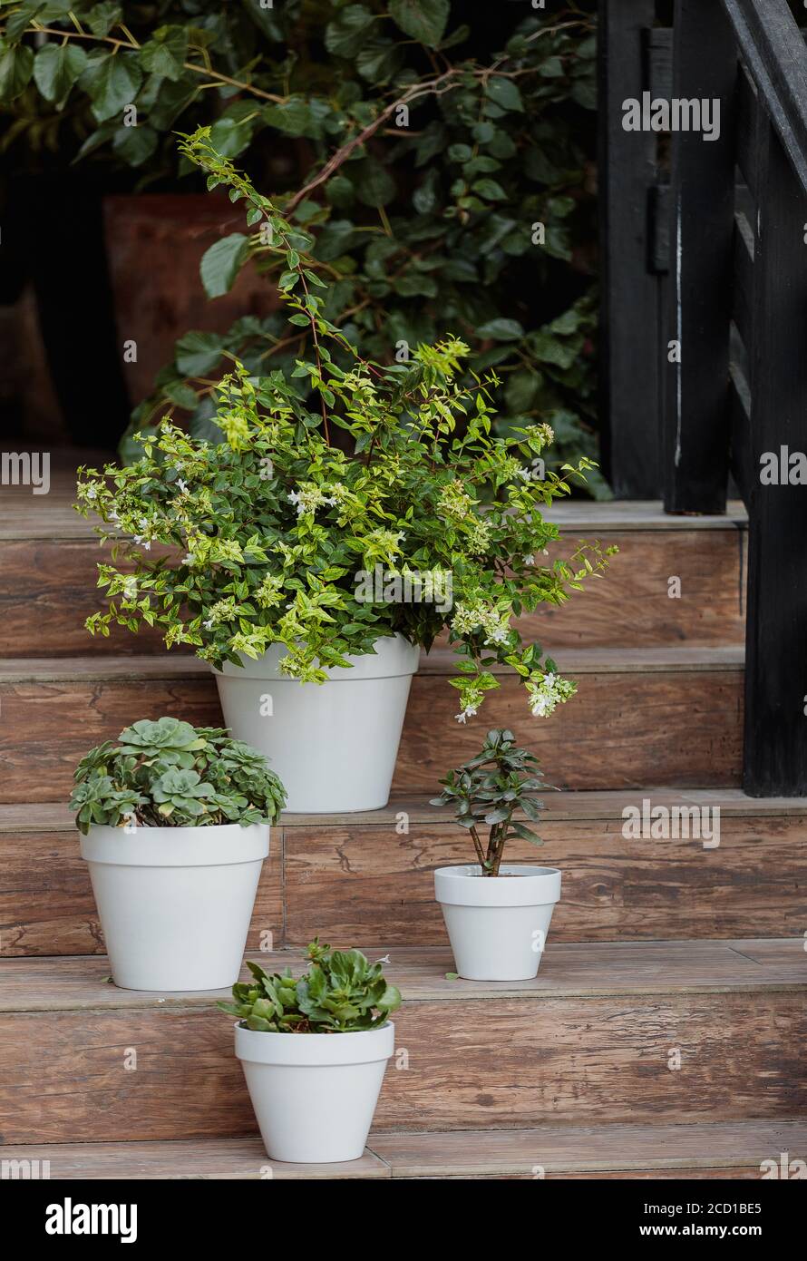 Plants in pots on the wooden stairs Stock Photo - Alamy