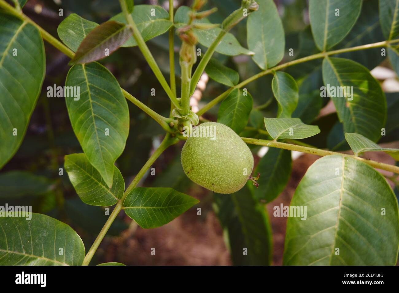 Walnut green leaves hi-res stock photography and images - Alamy