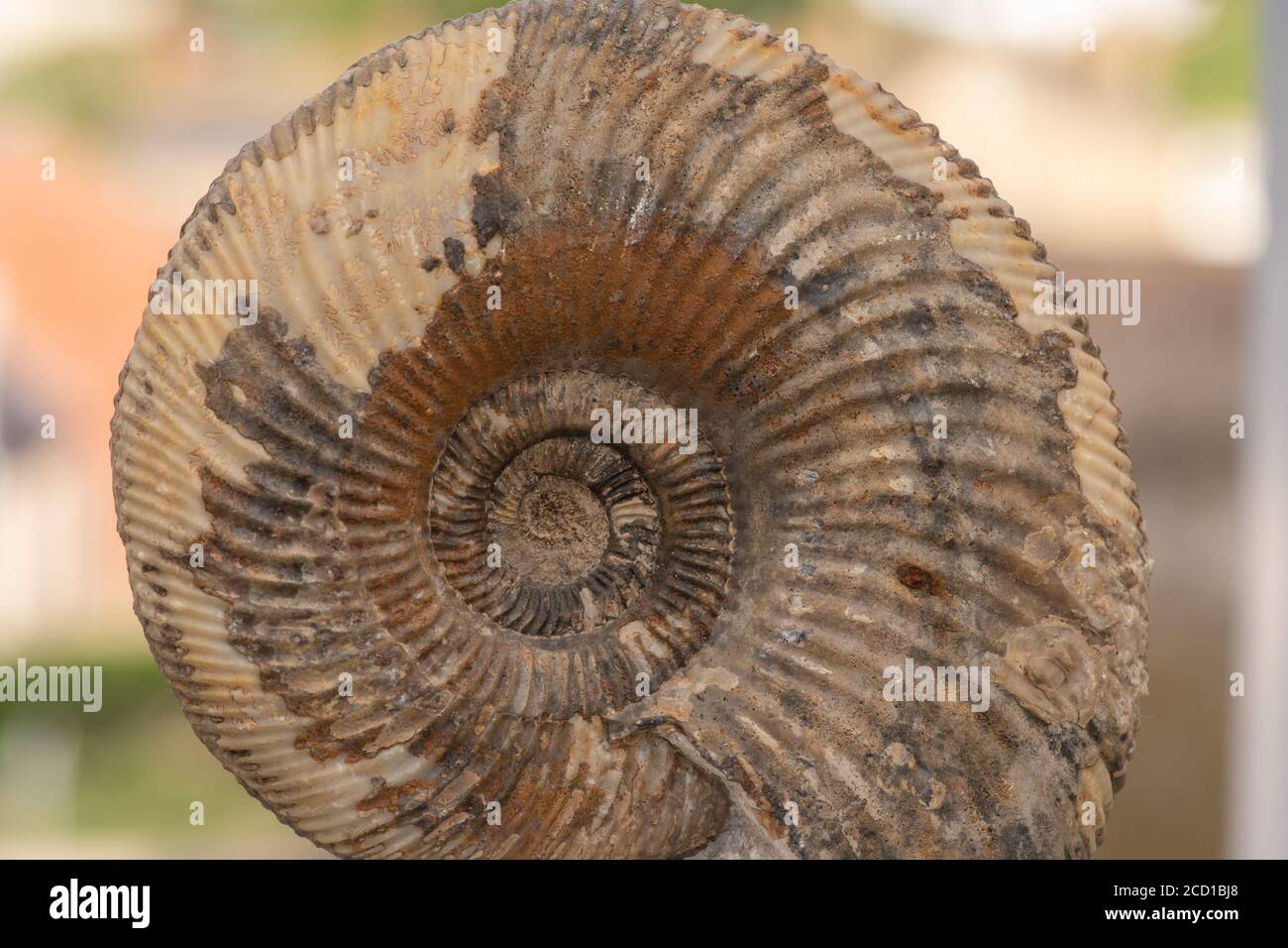 Closeup Fossilized Ammonite Extinct Marine High Resolution Stock ...