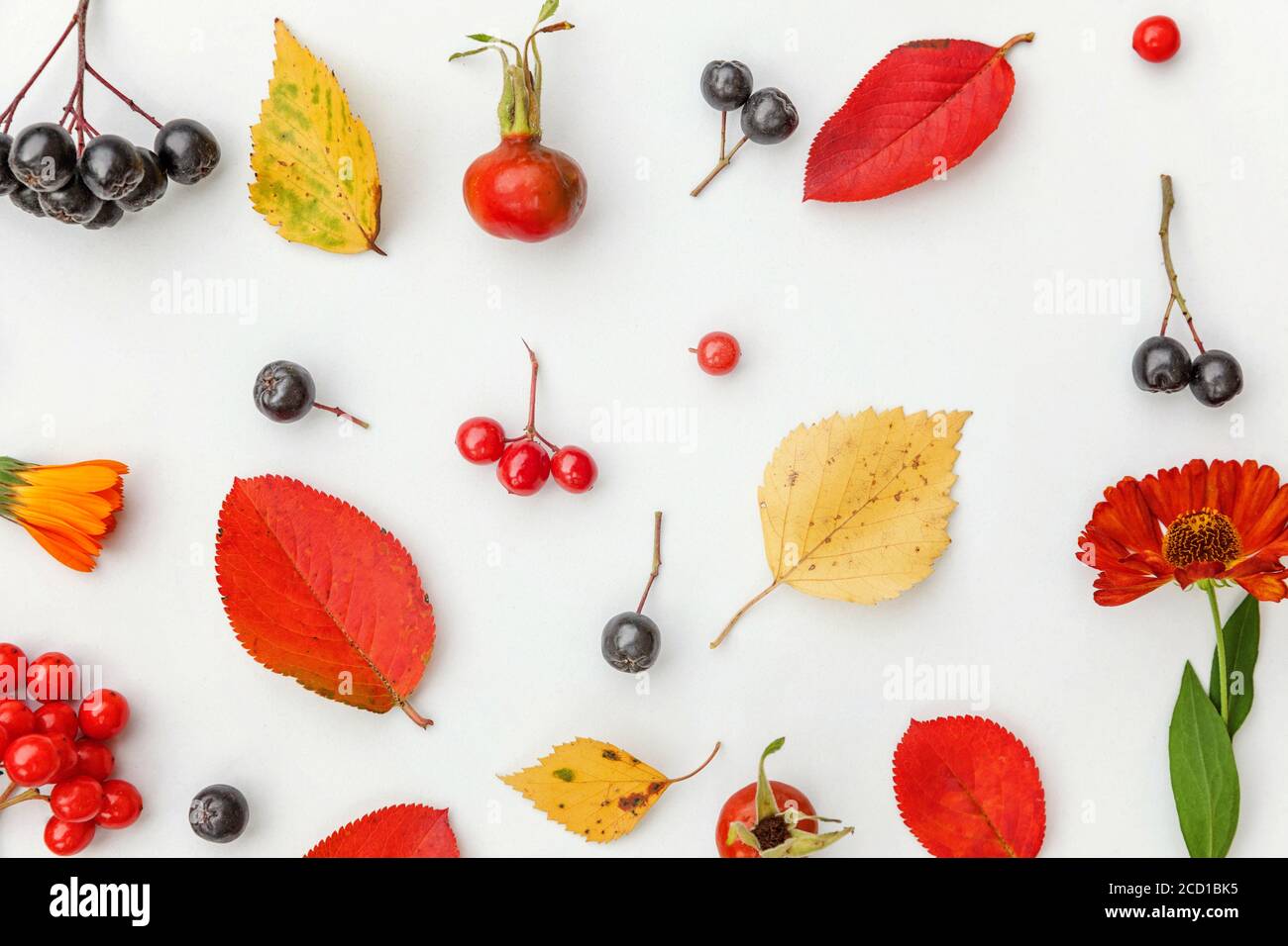 Autumn floral composition. Plants viburnum rowan berries dogrose fresh ...