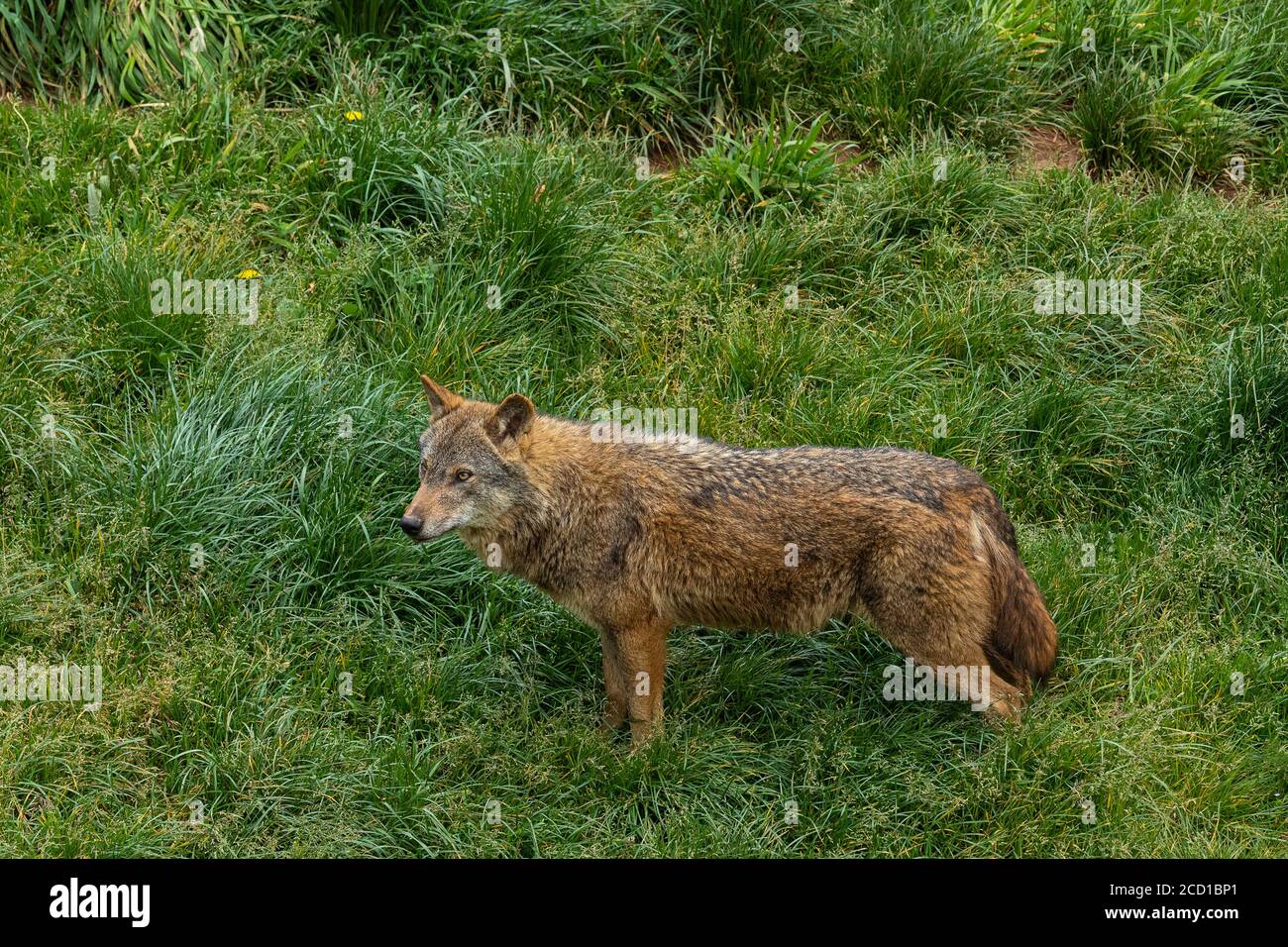 Wolf standing in meadow hi-res stock photography and images - Alamy