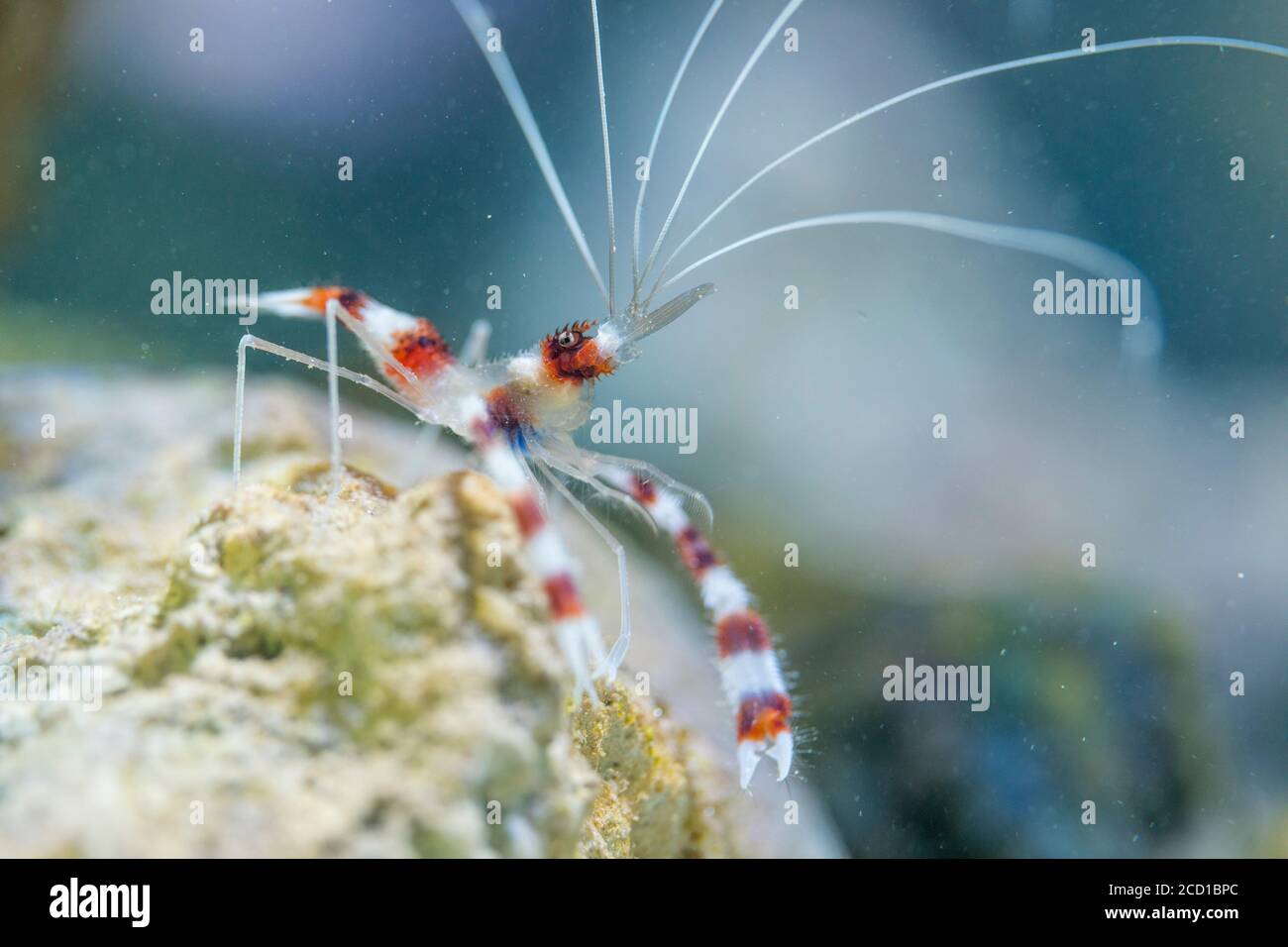 Banded coral shrimp hi-res stock photography and images - Alamy