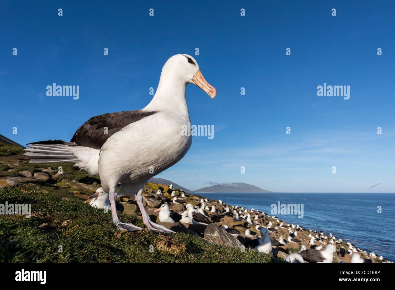 Falklands falkland islands birds hi-res stock photography and images ...
