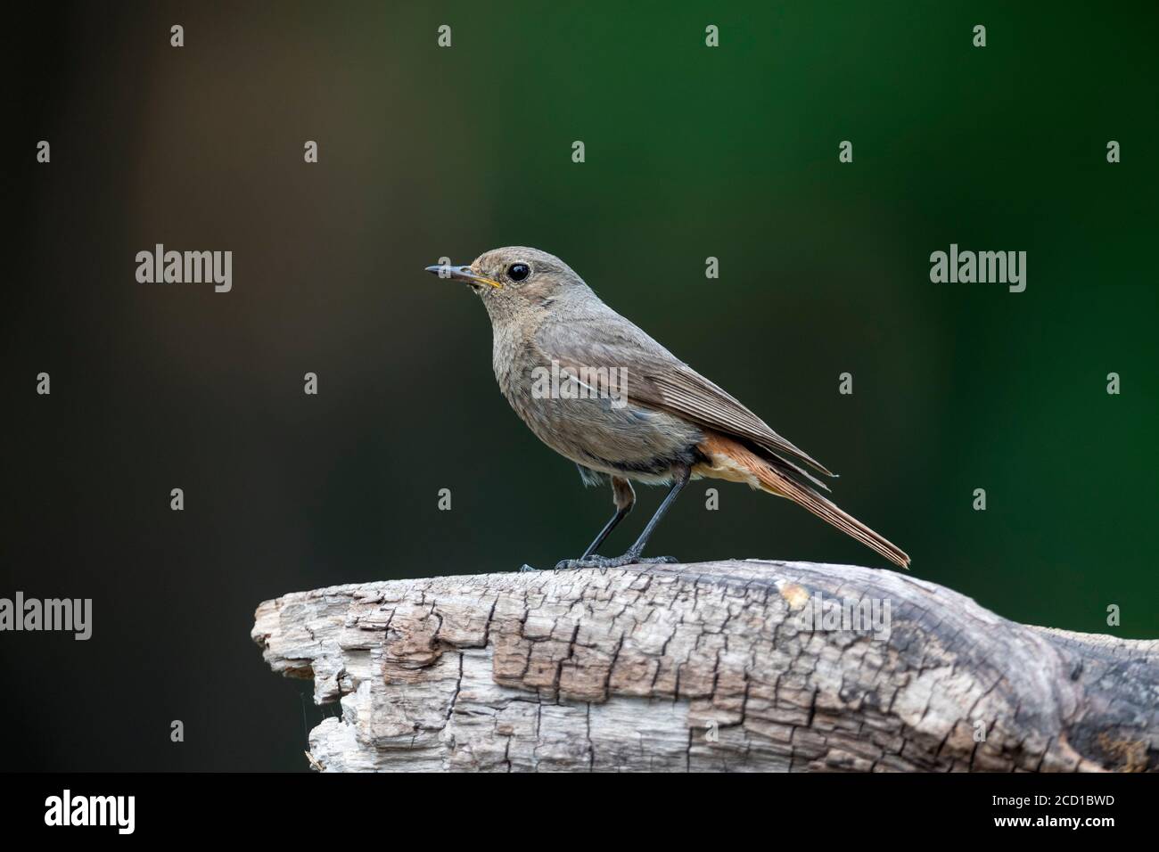 Black Redstart; Phoenicurus ochruros; Female; UK Stock Photo - Alamy