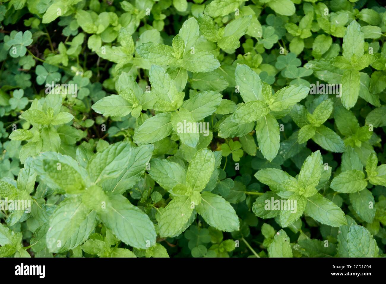 Minty green hi-res stock photography and images - Alamy