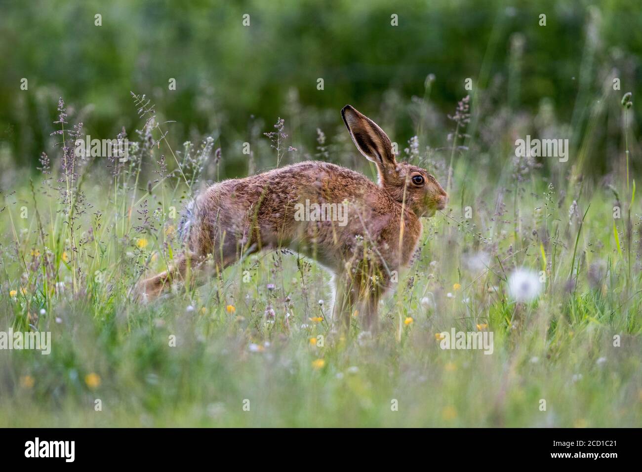 Brown Hare; Lepus europaeus; Stretching; UK Stock Photo - Alamy