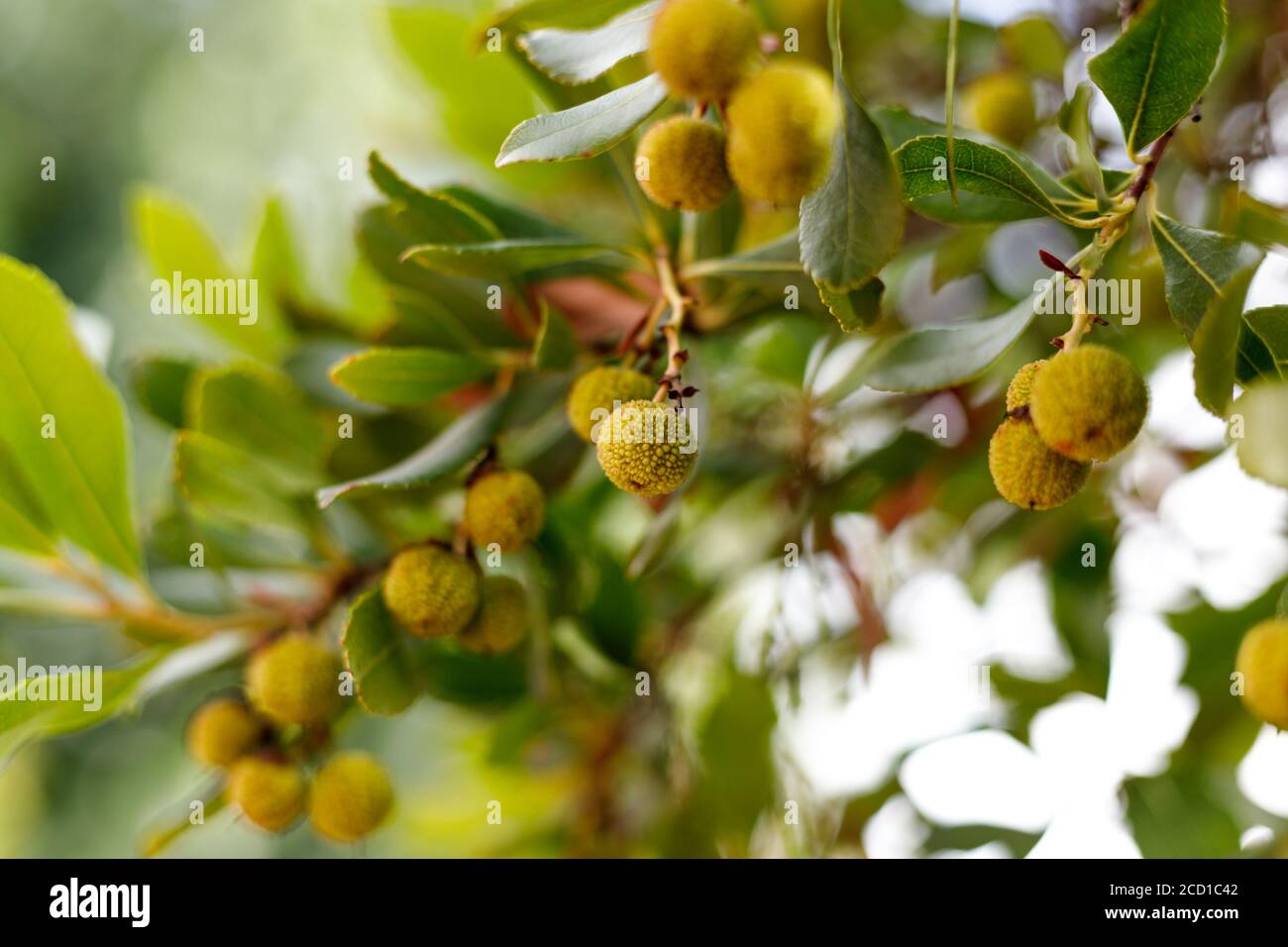 branch of strawberry tree full of unripe fruits Stock Photo - Alamy