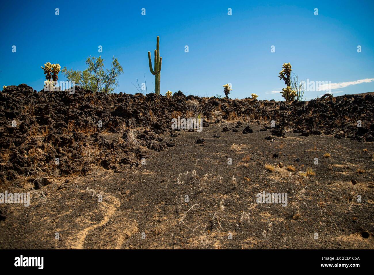Sonoran Desert in the highlands of the El Pinacate Biosphere Reserve ...