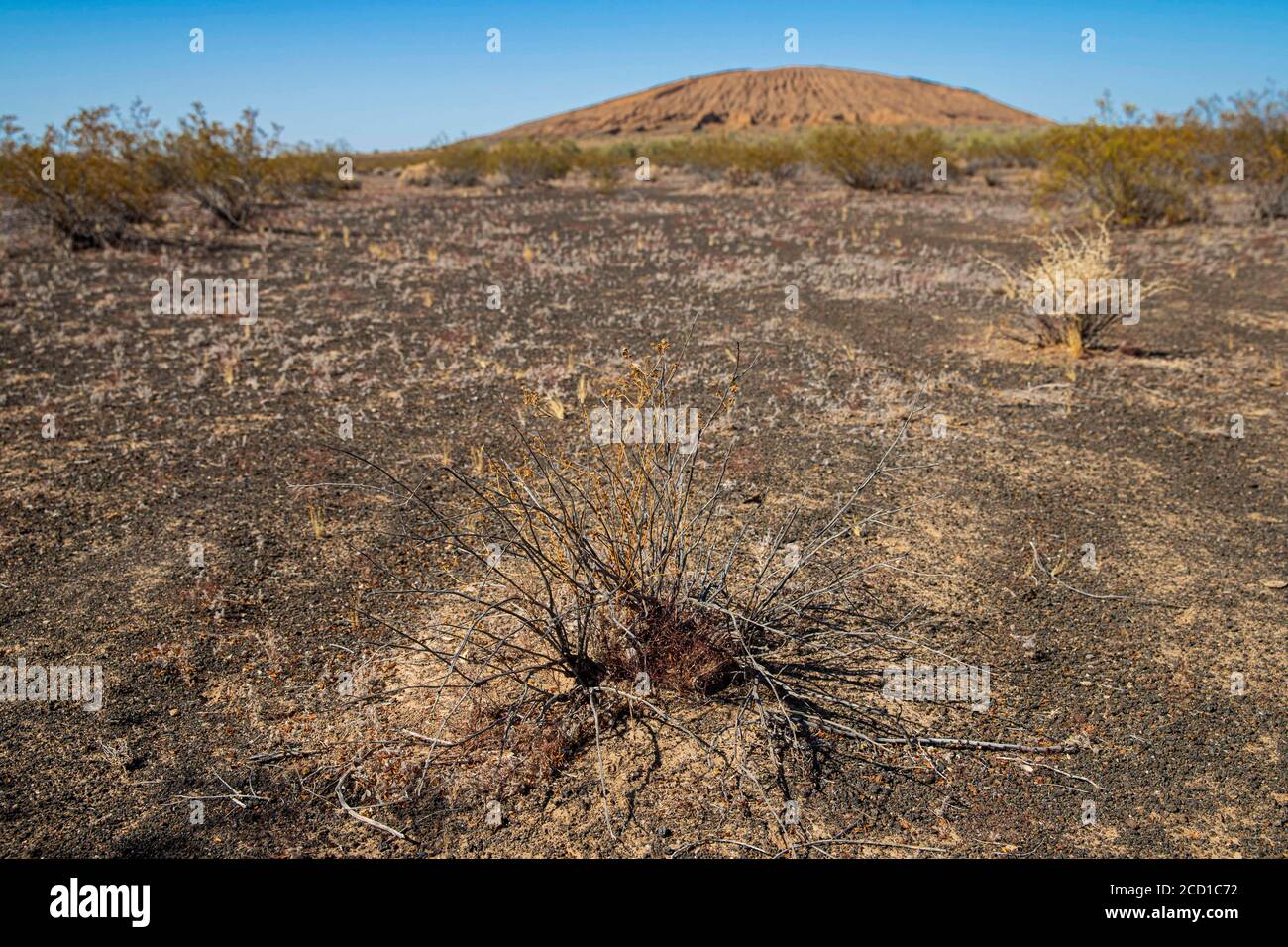 Sonoran Desert in the highlands of the El Pinacate Biosphere Reserve ...