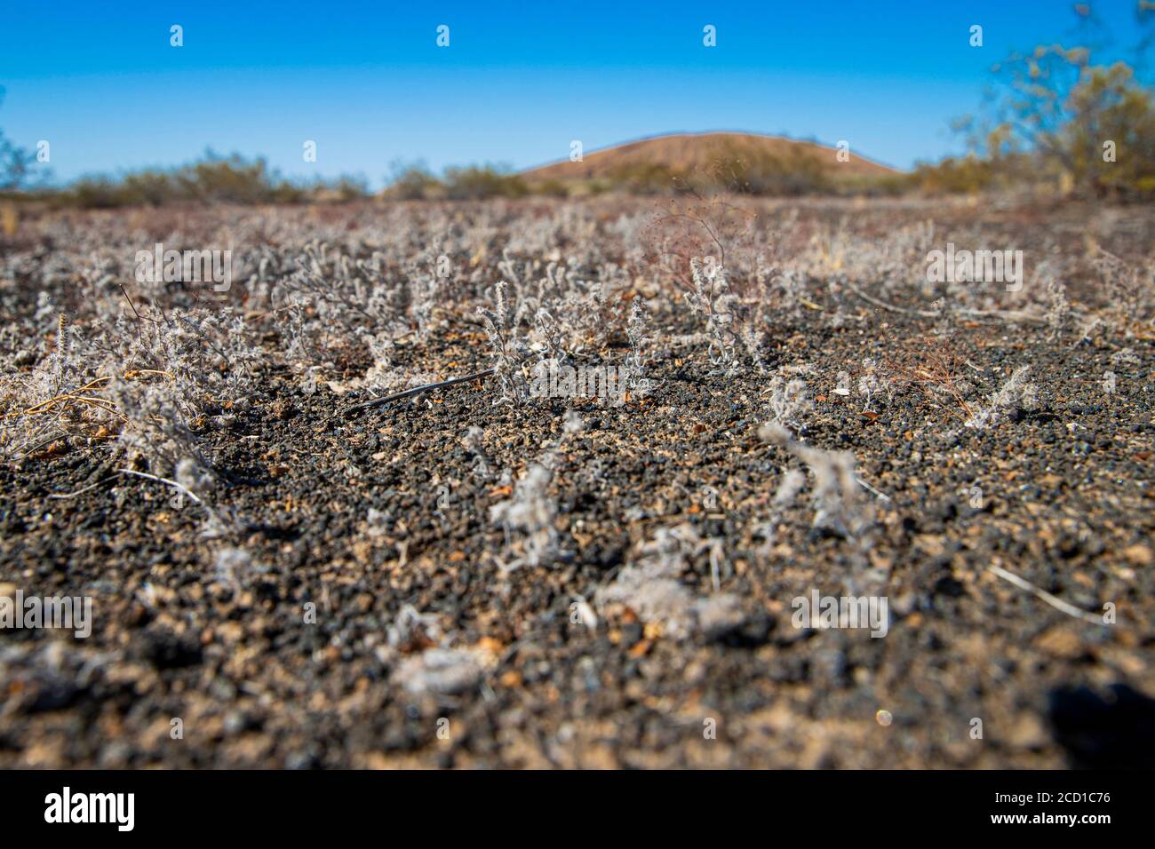 Sonoran Desert in the highlands of the El Pinacate Biosphere Reserve ...