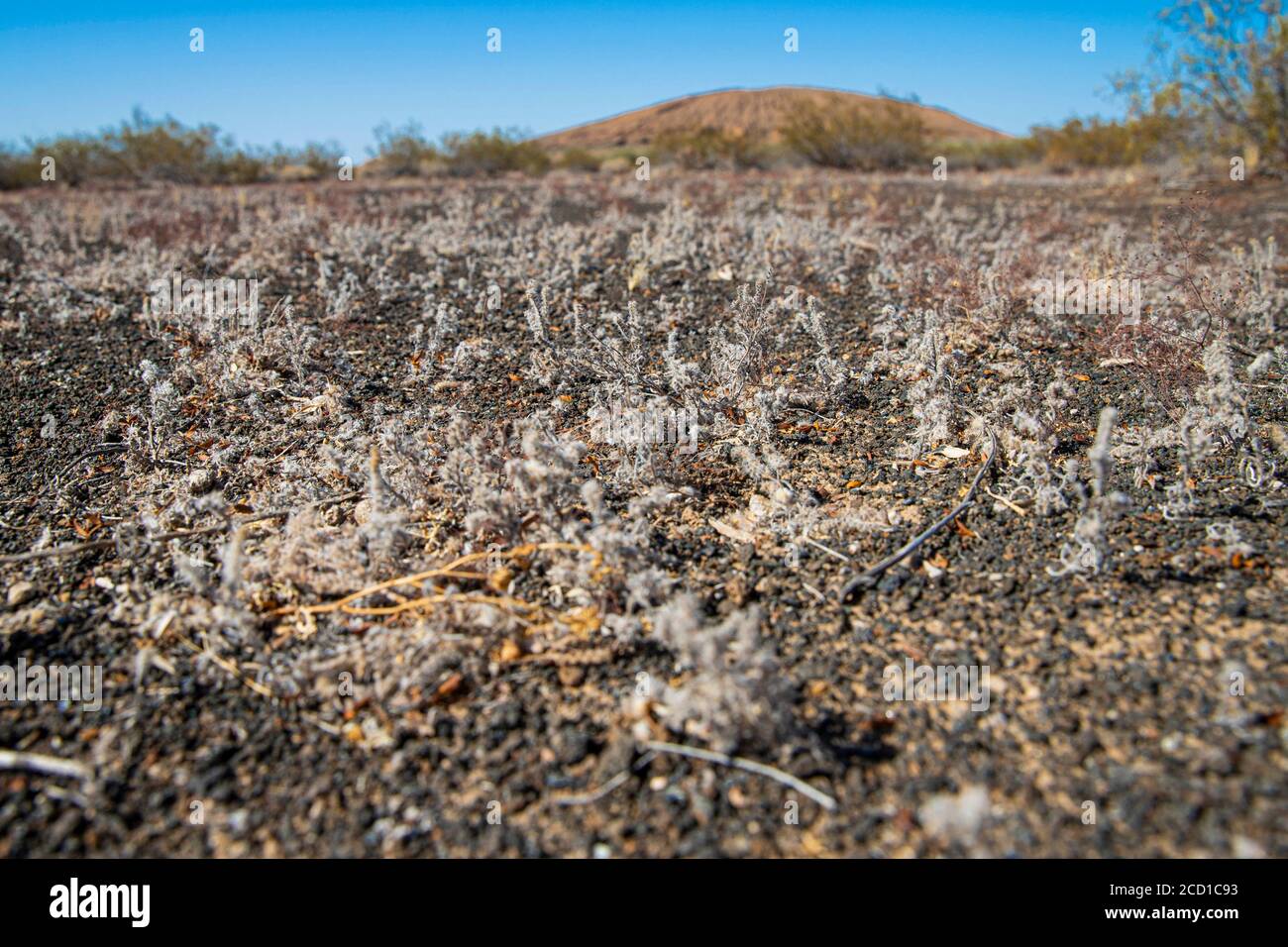 Sonoran Desert in the highlands of the El Pinacate Biosphere Reserve ...