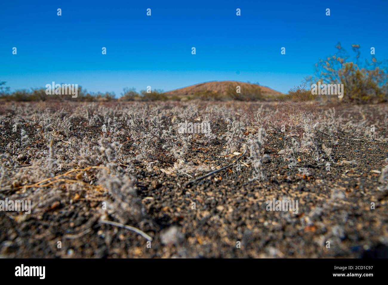 Sonoran Desert in the highlands of the El Pinacate Biosphere Reserve ...