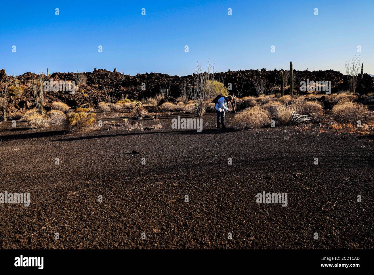 Sonoran Desert in the highlands of the El Pinacate Biosphere Reserve ...