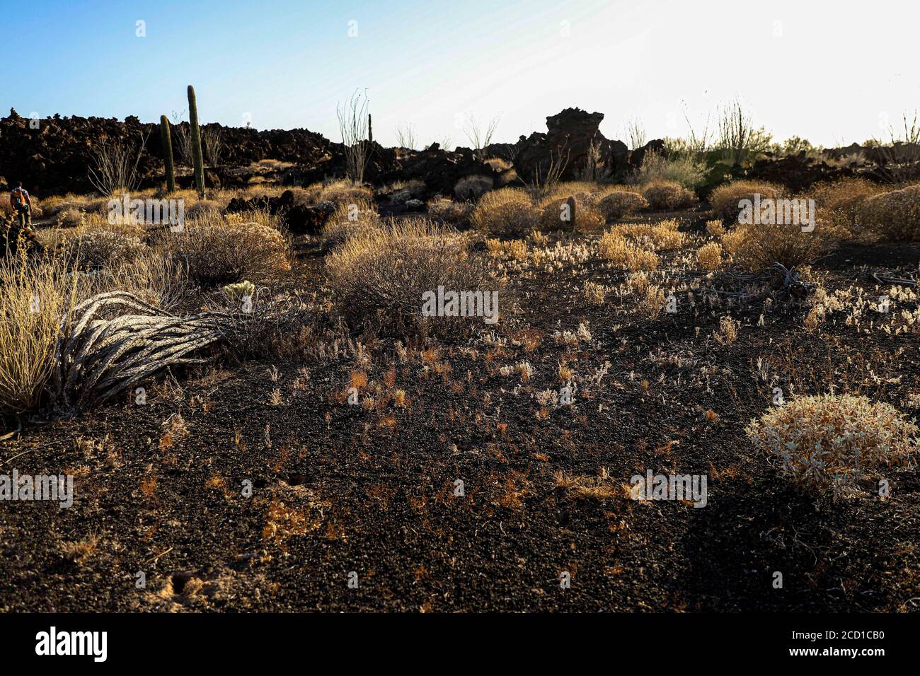 Sonoran Desert in the highlands of the El Pinacate Biosphere Reserve ...
