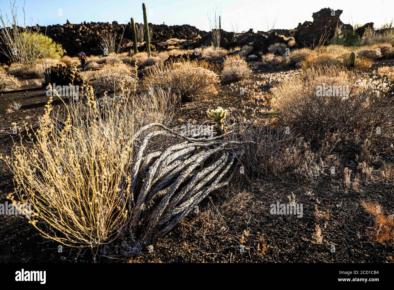 Sonoran Desert in the highlands of the El Pinacate Biosphere Reserve ...